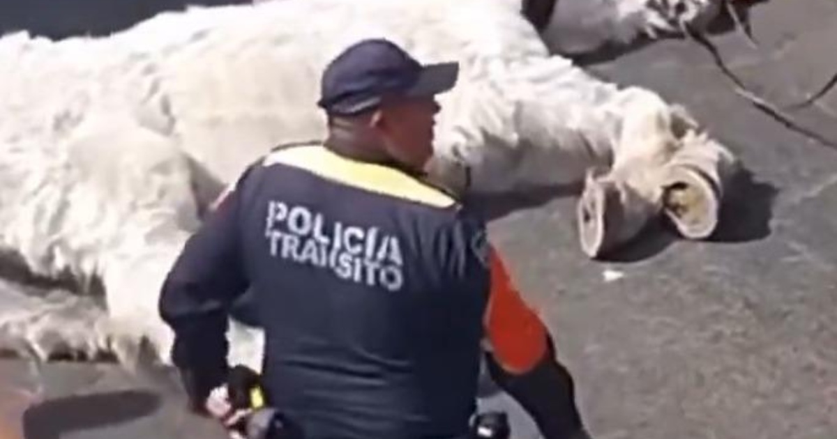 Un caballo se desploma de cansancio tras jalar una carroza en México ...