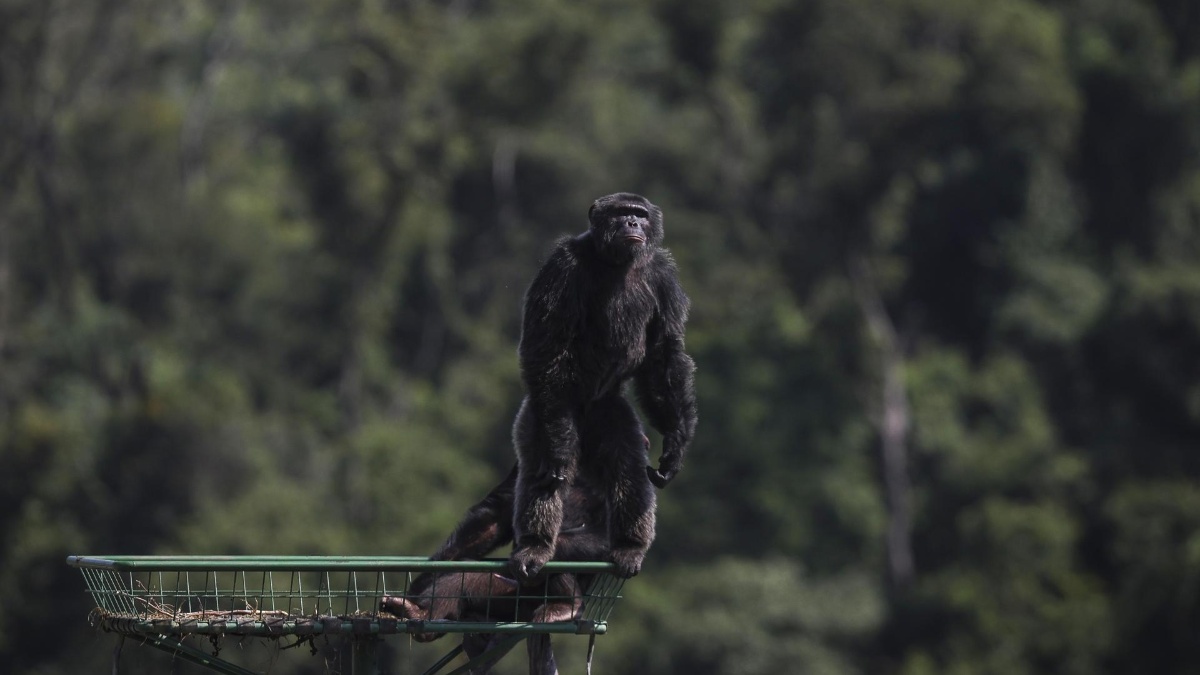 El chimpancé Yoko comienza su nueva vida en Brasil tras ser trasladado ...
