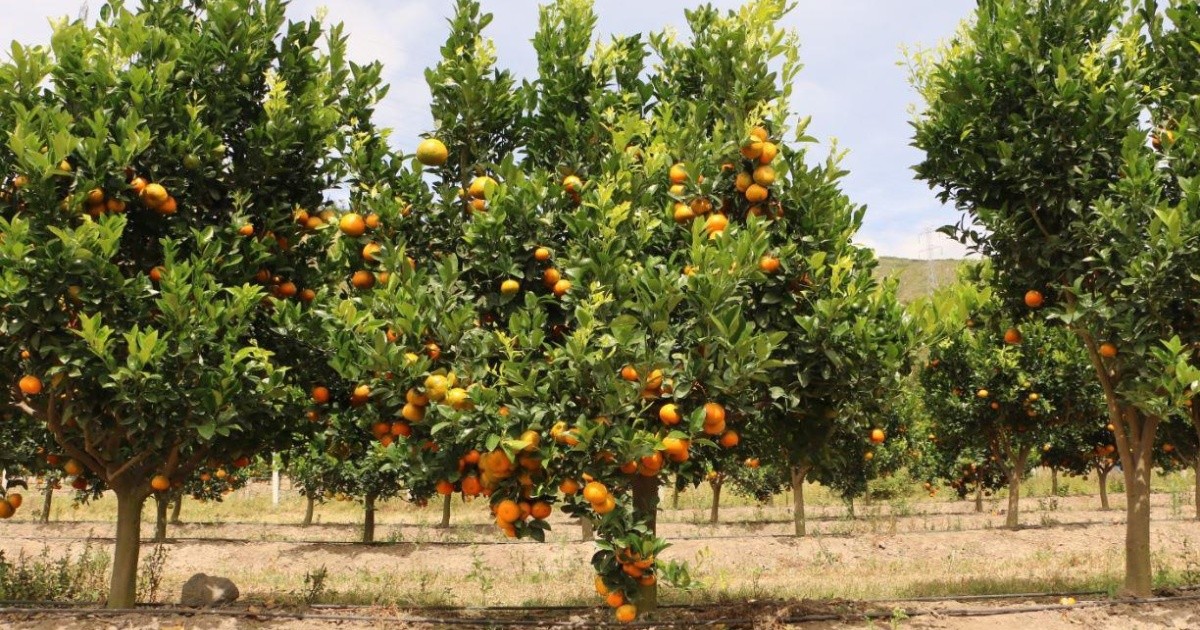 La mandarina Tango de Pimampiro llega por primera vez a Estados Unidos ...