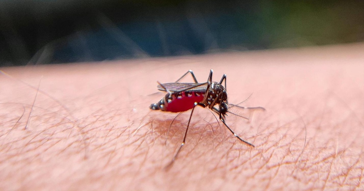 Día Internacional contra el Dengue: una llamada a la concienciación ...