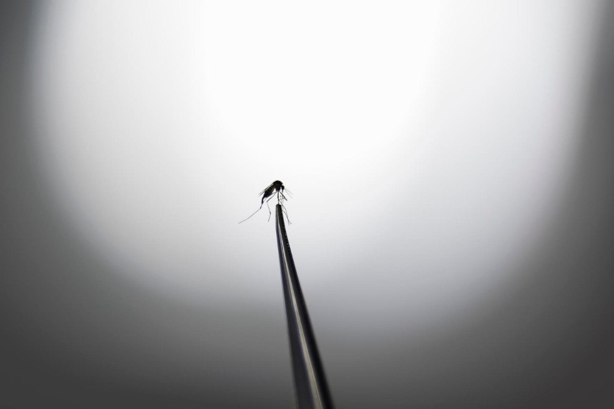 Brasil abre la mayor fábrica mundial de mosquitos contra el dengue ...