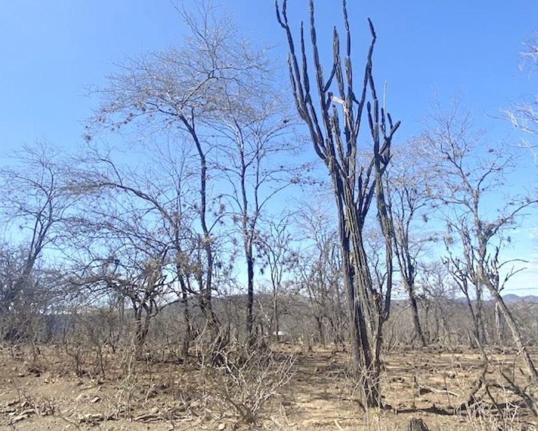 La sequía arrasó con 270 hectáreas de cultivos de maíz en Zapotillo ...