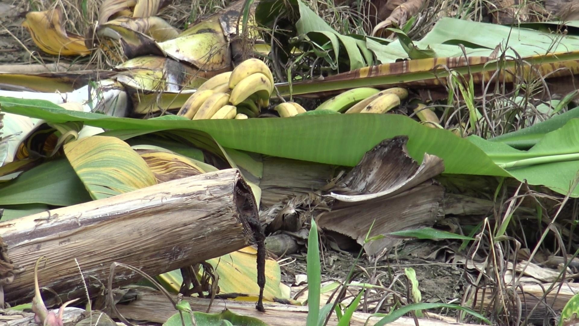 La plaga Moko ataca a cultivos de plátano y banano de 15 provincias de ...