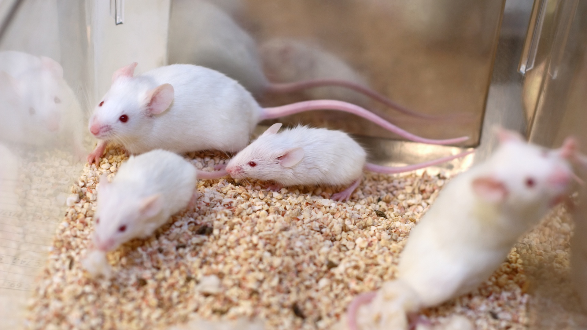 Investigan sobre el síndrome del corazón en vacaciones en ratones ...