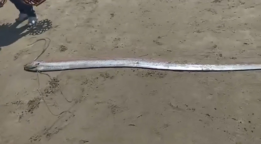 Santa Elena | Un pez remo de más de tres metros apareció en una playa ...