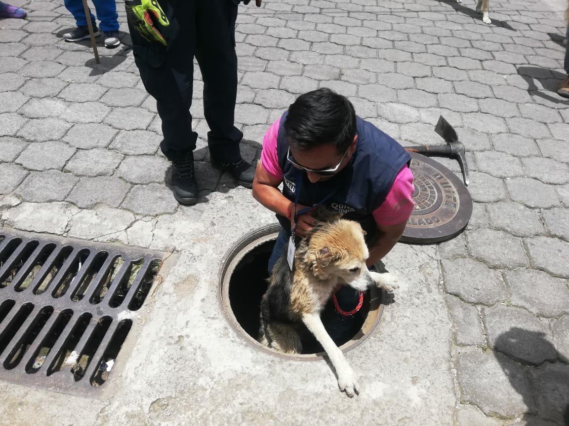 Quito: Un perrito fue rescatado de una alcantarilla, en Atucucho | Ecuavisa